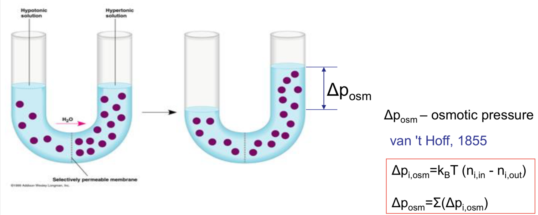 MIPSE invited talk: “Osmotic Pressure on Cell Membranes in a Saline ...